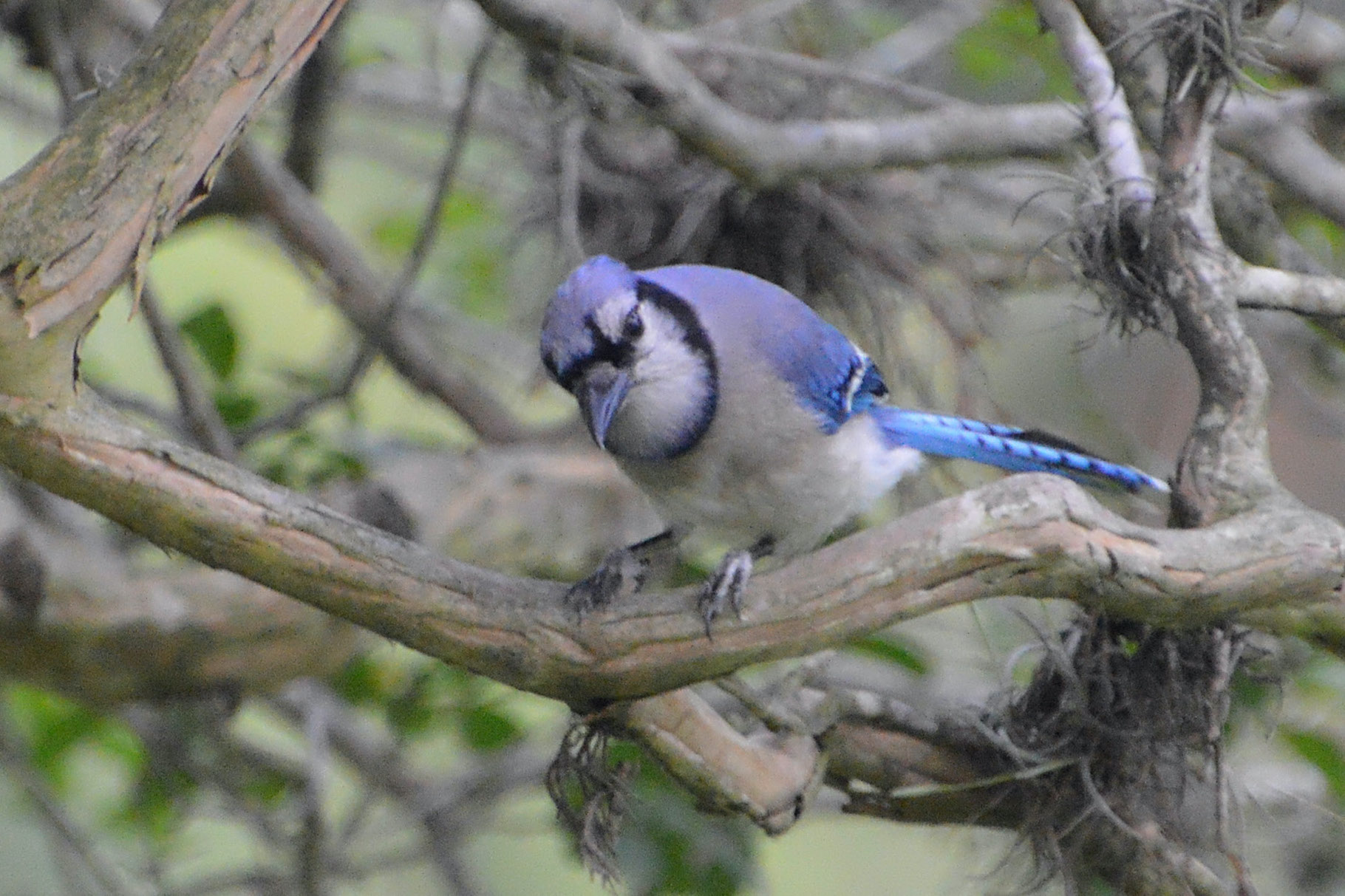 Penny Rae Robinson Images – First Saturday Arts Market