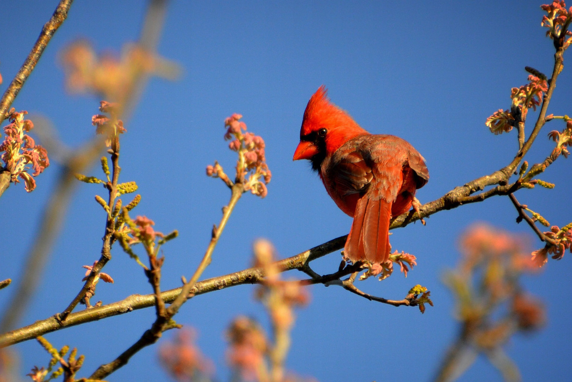 Penny Rae Robinson Images – First Saturday Arts Market