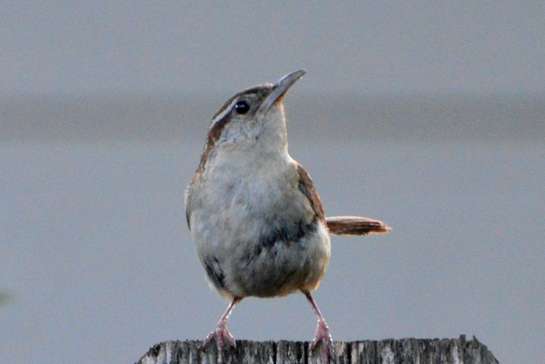 Penny Rae Robinson Images – First Saturday Arts Market