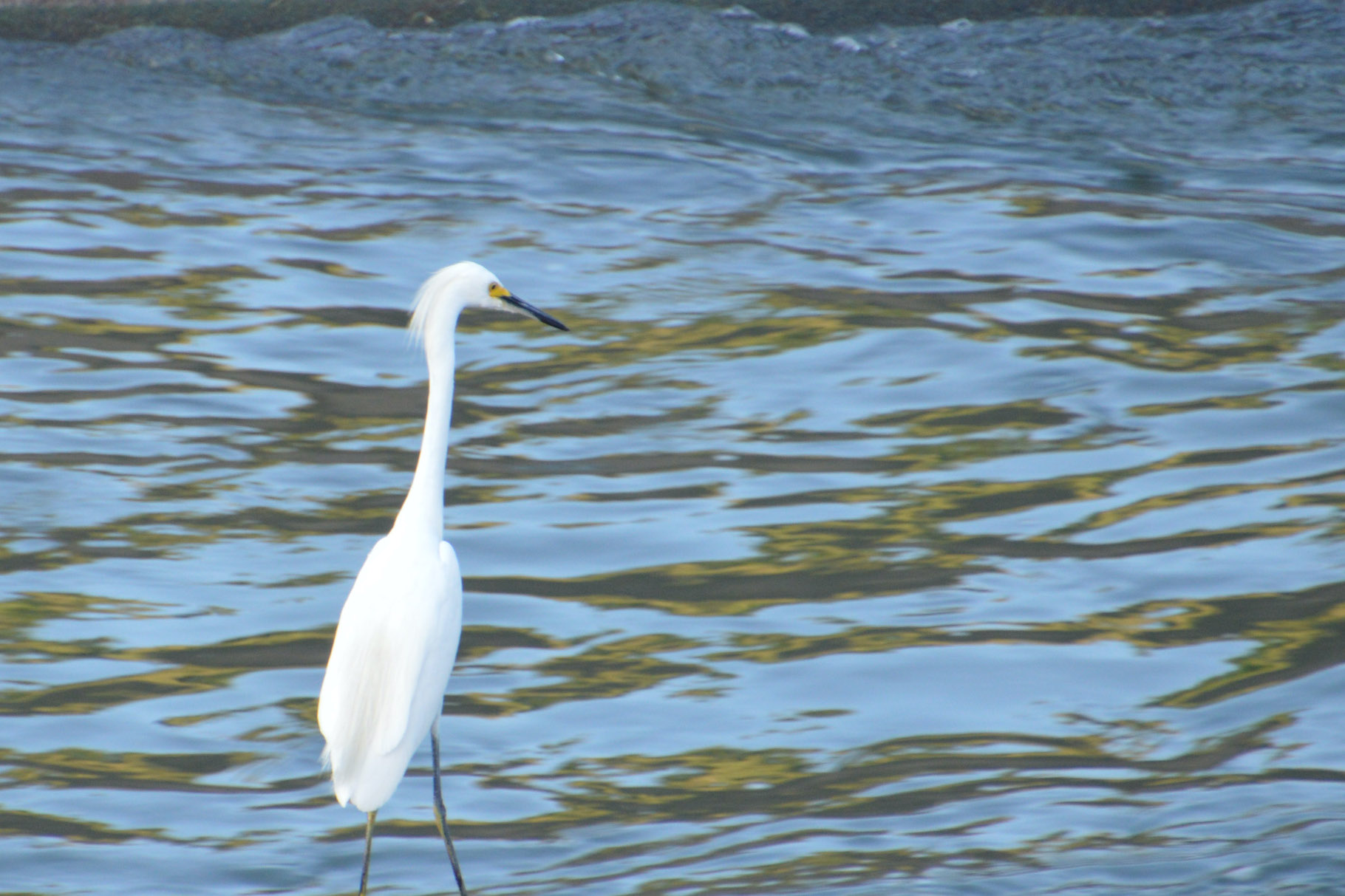 Penny Rae Robinson Images – First Saturday Arts Market