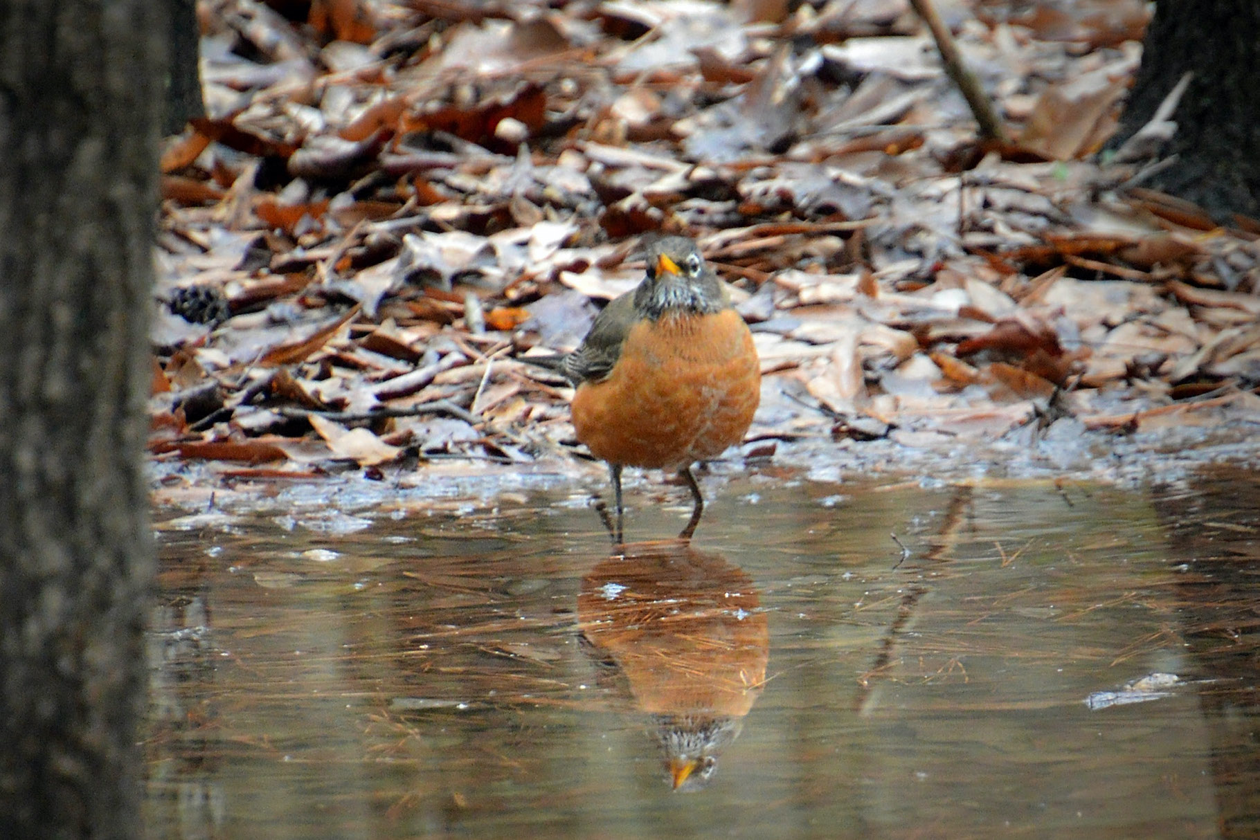 Penny Rae Robinson Images – First Saturday Arts Market