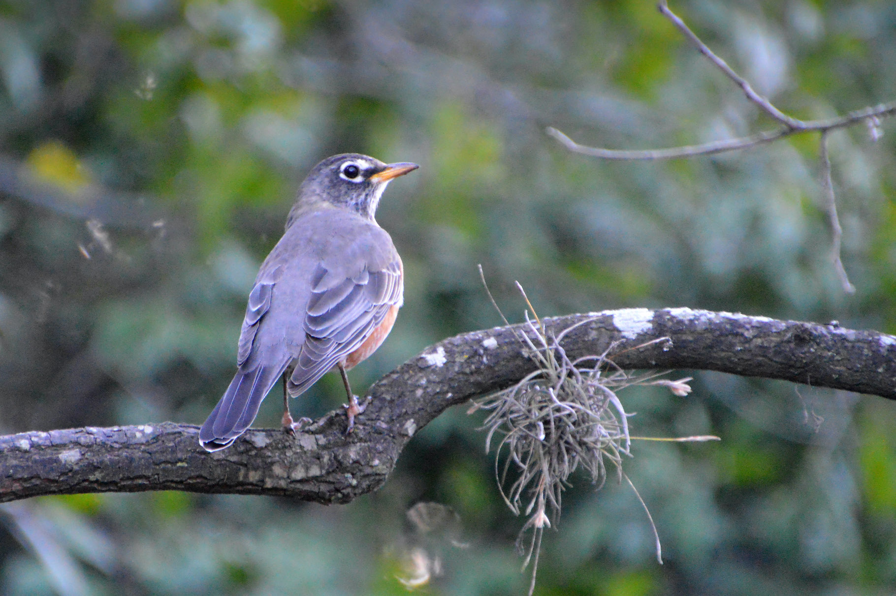 Penny Rae Robinson Images – First Saturday Arts Market